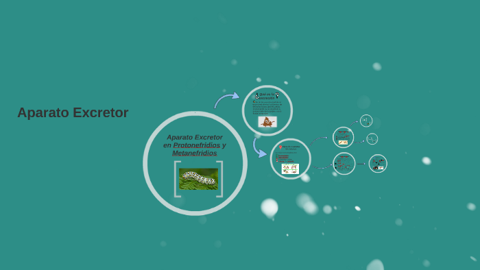 Aparato Excretor en Protonefridios y Metanedridios by Inés López on Prezi