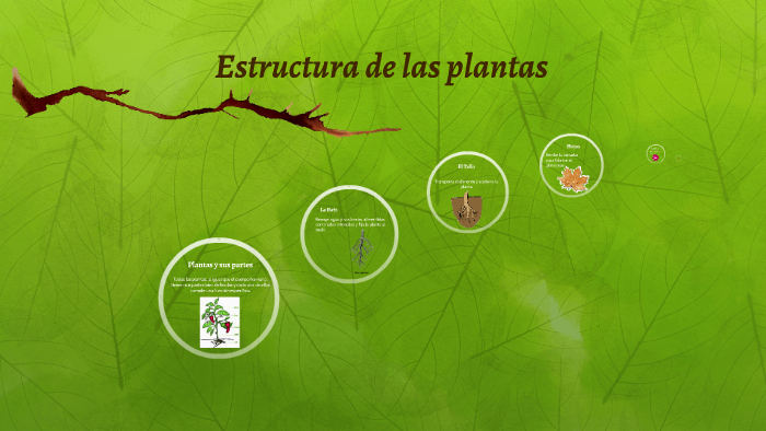 Estructura de las plantas by estefania ramirez on Prezi