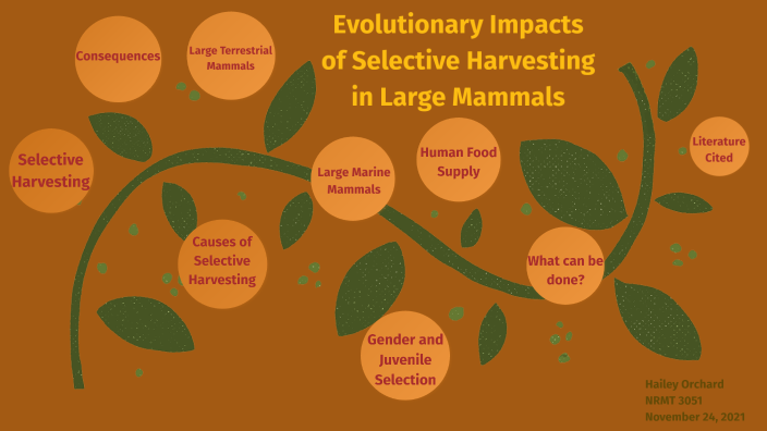 Evolutionary Impact of Selective Harvesting in Large Mammals by Hailey ...
