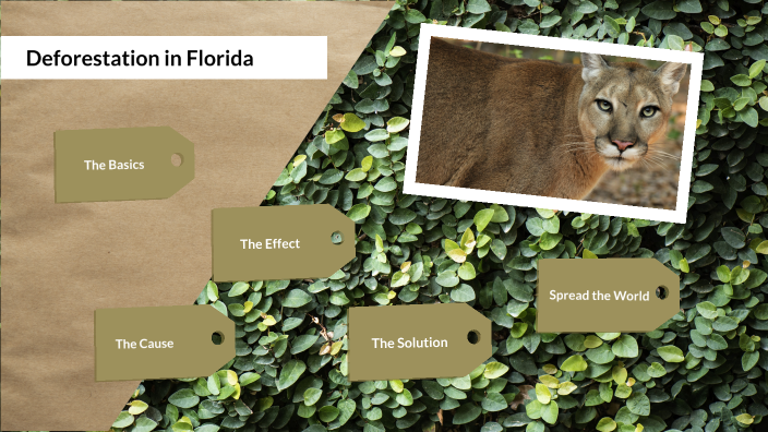 Deforestation in Florida by Dakota Remus on Prezi