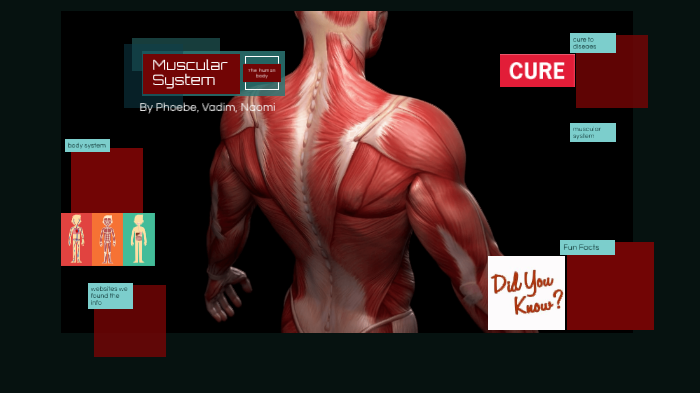 Muscular system by PHOEBE BRYAN on Prezi