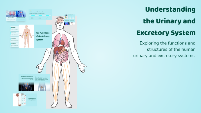 Understanding the Urinary and Excretory System by Jonah Bennett on Prezi