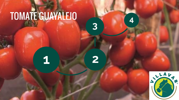 TOMATE GUAYALEJO F1 by Alvaro Sanchez on Prezi
