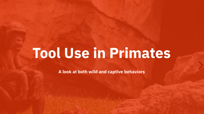 Tool Use in Primates by Matthew McFarland on Prezi