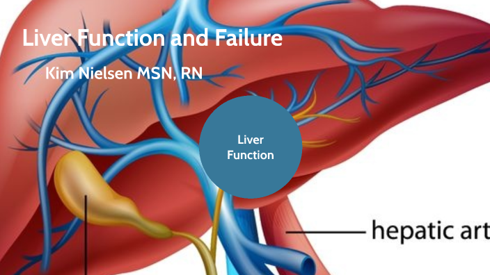 1st Liver Function and Failure by Kim Nielsen on Prezi