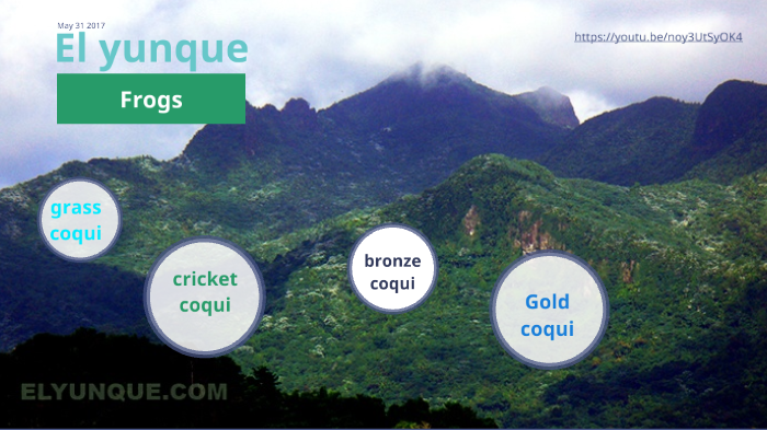 El Yunque frogs by Gabriel cruz on Prezi