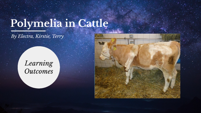 Polymelia in Cattle by Tea on Prezi