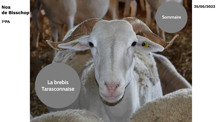 La brebis Tarasconnaise by Noa de Bisschop on Prezi