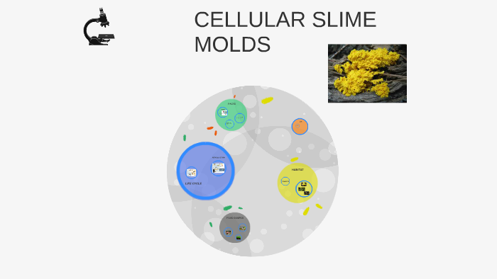 CELLULAR SLIME MOLDS by Cristina Castellanos on Prezi