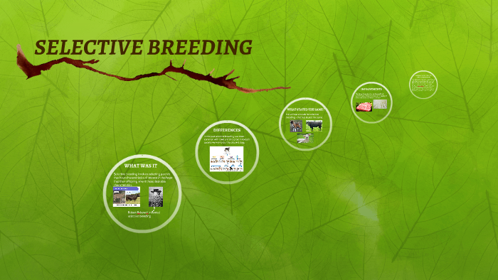 SELECTIVE BREEDING by on Prezi