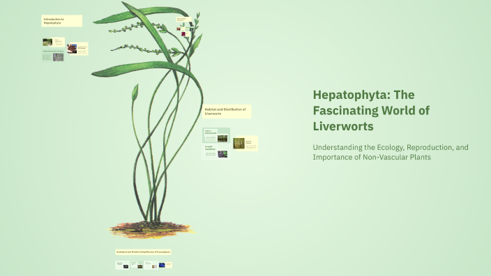 Hepatophyta: The Fascinating World of Liverworts by Zheddy Lee on Prezi