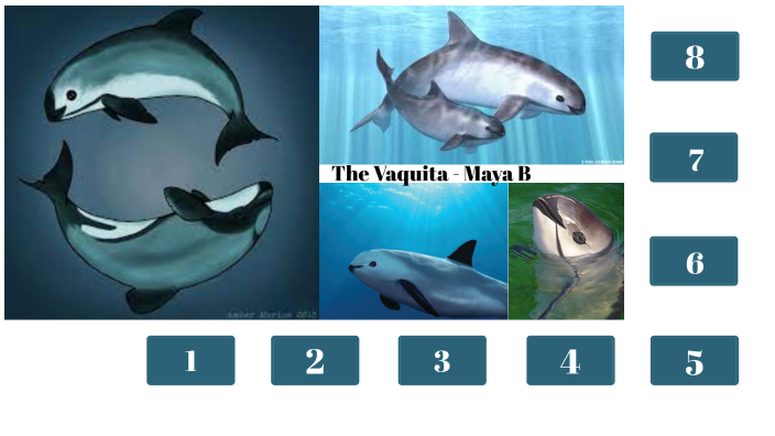 Endangered Species - Vaquita by Maya B on Prezi