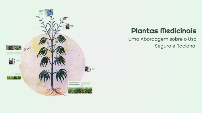 Plantas Medicinais by Adam Souza on Prezi