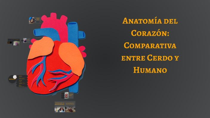 Anatomía del Corazón: Comparativa entre Cerdo y Humano by patty vilela ...