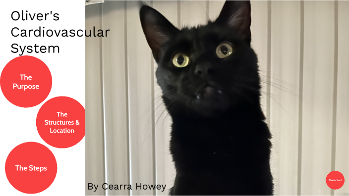 Oliver's Cardiovascular System by Cearra Howey on Prezi