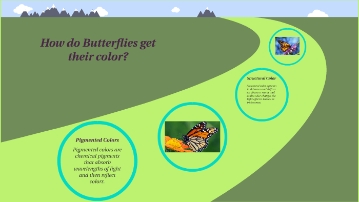 How do Butterflies get their color? by Daphne Lane on Prezi