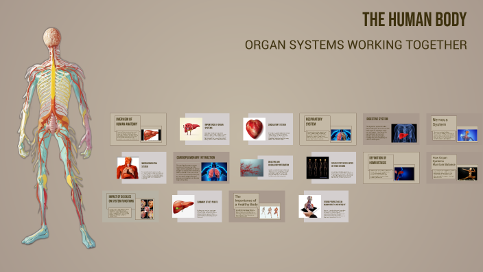 THE HUMAN BODY-ORGAN SYSTEMS WORKING TOGETHER by Princess Sheine ...