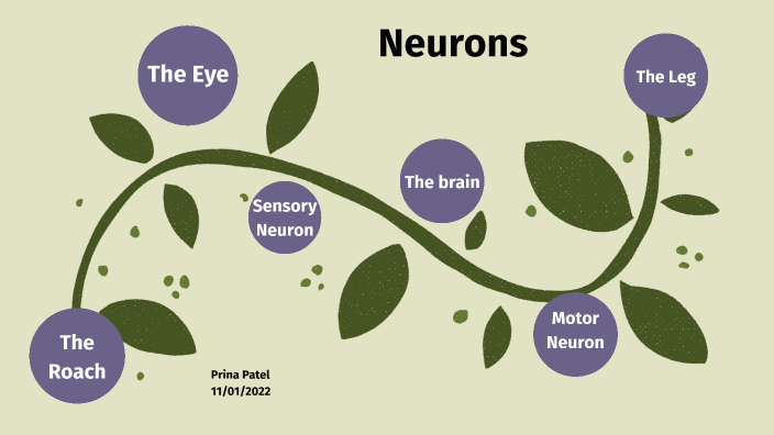 2.2.1 HBS Flowchart by Prina Patel on Prezi