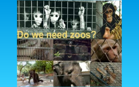 Is it Ethical to Keep Animals in Zoo's? by Kaitlyn Sophie on Prezi