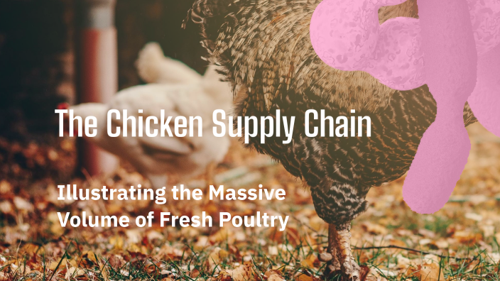 The Chicken Supply Chain by Lindsey Anderson on Prezi