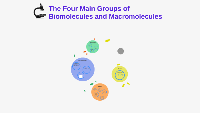 The Four Main Groups of Biomolecules and Macromolecules by Benjamin ...