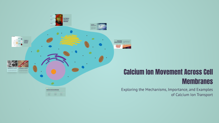Calcium Ion Movement Across Cell Membranes by Rukhsana Qasim on Prezi