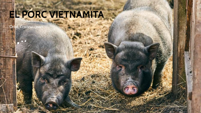 el porc vietnamita by Cristina Floruc on Prezi