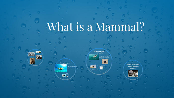 What is a Mammal? by Emily Breuer on Prezi