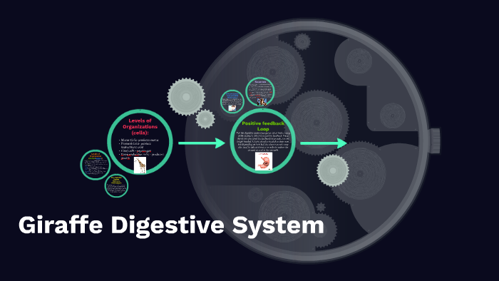 Giraffe Digestive System by Lanie Star on Prezi