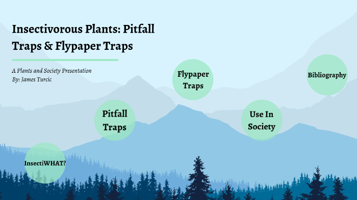 Insectivorous Plants: Pitfall Traps & Flypaper Traps by James Turcic on ...