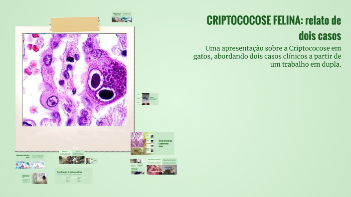 CRIPTOCOCOSE FELINA: relato de dois casos by Bruna Carvalho da Silva on ...