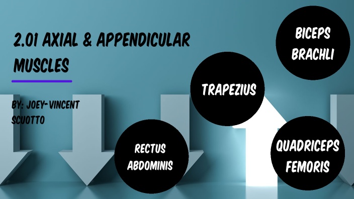 2.01 Axial and Appendicular Muscle by Joey Scuotto on Prezi