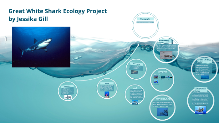 Great white shark ecology project by Jessika gill by Jessika Gill on Prezi