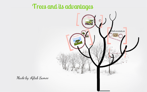 Importance of trees by Aftab Samoo