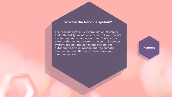 Joshua Suddith: All About The Nervous System by Suddith Family on Prezi