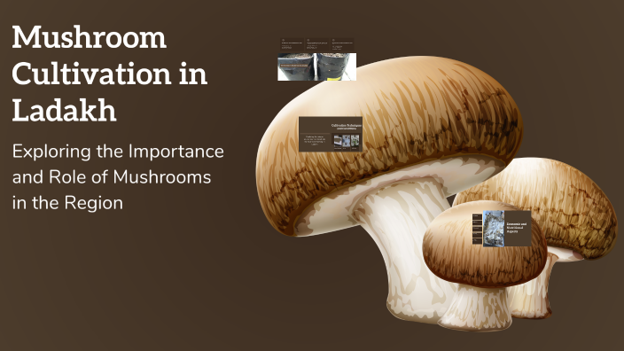 Mushroom Cultivation in Ladakh by Tsetan Angmo on Prezi