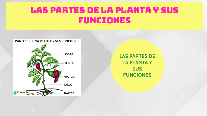 LAS PARTES DE LA PLANTA Y SUS FUNCIONES by BRIGIDA PACO on Prezi