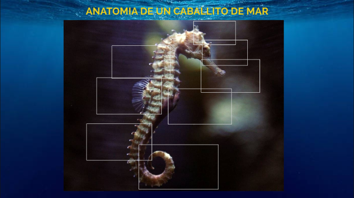 ANATOMIA DE UN CABALLITO DE MAR by Silvia Aguilar on Prezi