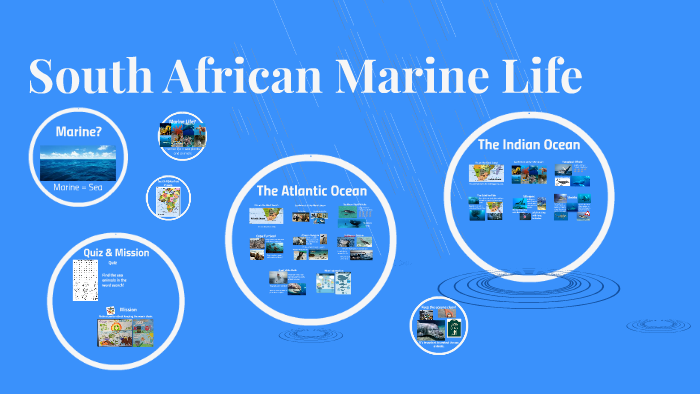 South African Marine Life by Jamie Tucker on Prezi