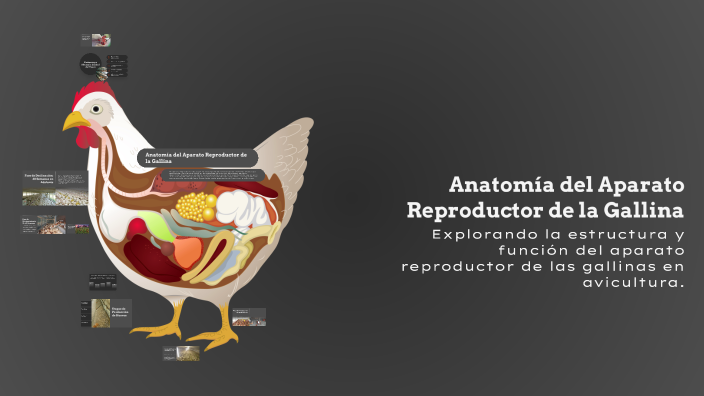 Anatomía del Aparato Reproductor de la Gallina by EULICES ORLANDO ...
