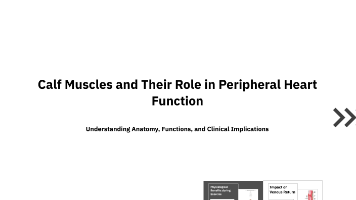 Calf Muscles and Their Role in Peripheral Heart Function by sri ...