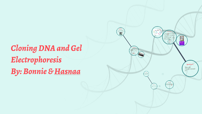 Cloning DNA and Gel Electrophoresis by Hasnaa F on Prezi