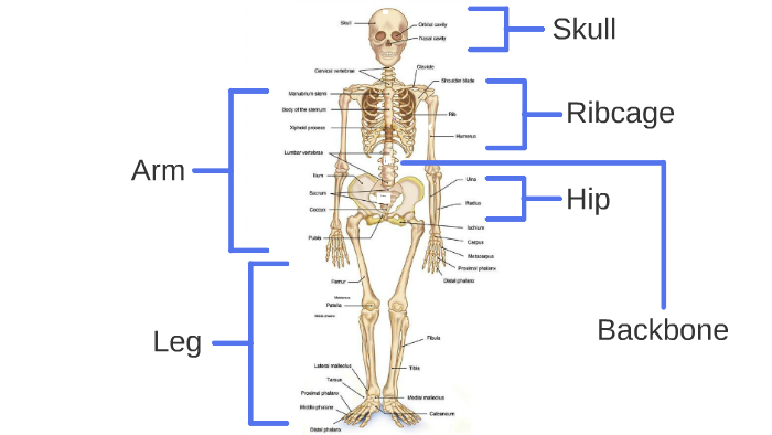 Bones and moving them by Michaël Metzemakers on Prezi