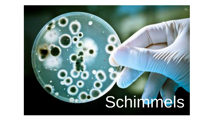 Wat zijn schimmels? by julia julia on Prezi