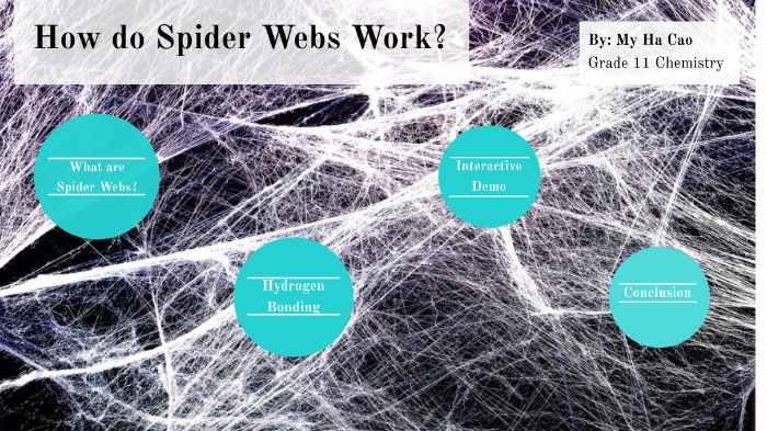 How do spider webs work? by My Ha Cao on Prezi