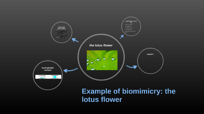 Example of biomimicry: the lotus flower by Ghali Benjelloun on Prezi