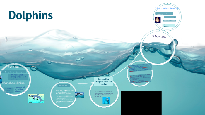 Dolphin Brain by ashley holbrook on Prezi