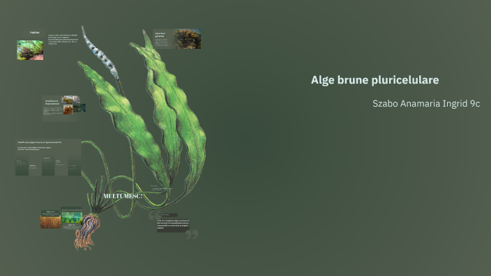 Alge brune pluricelulare: Caracteristici și Importanță by Ingrid Szabo ...
