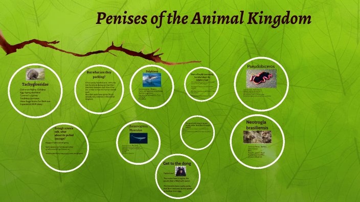 Pyramid of the Animal Kingdom by Justin Rivard on Prezi
