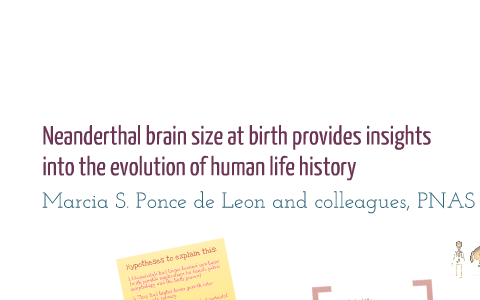Neanderthal brain size by Christina Chopra on Prezi